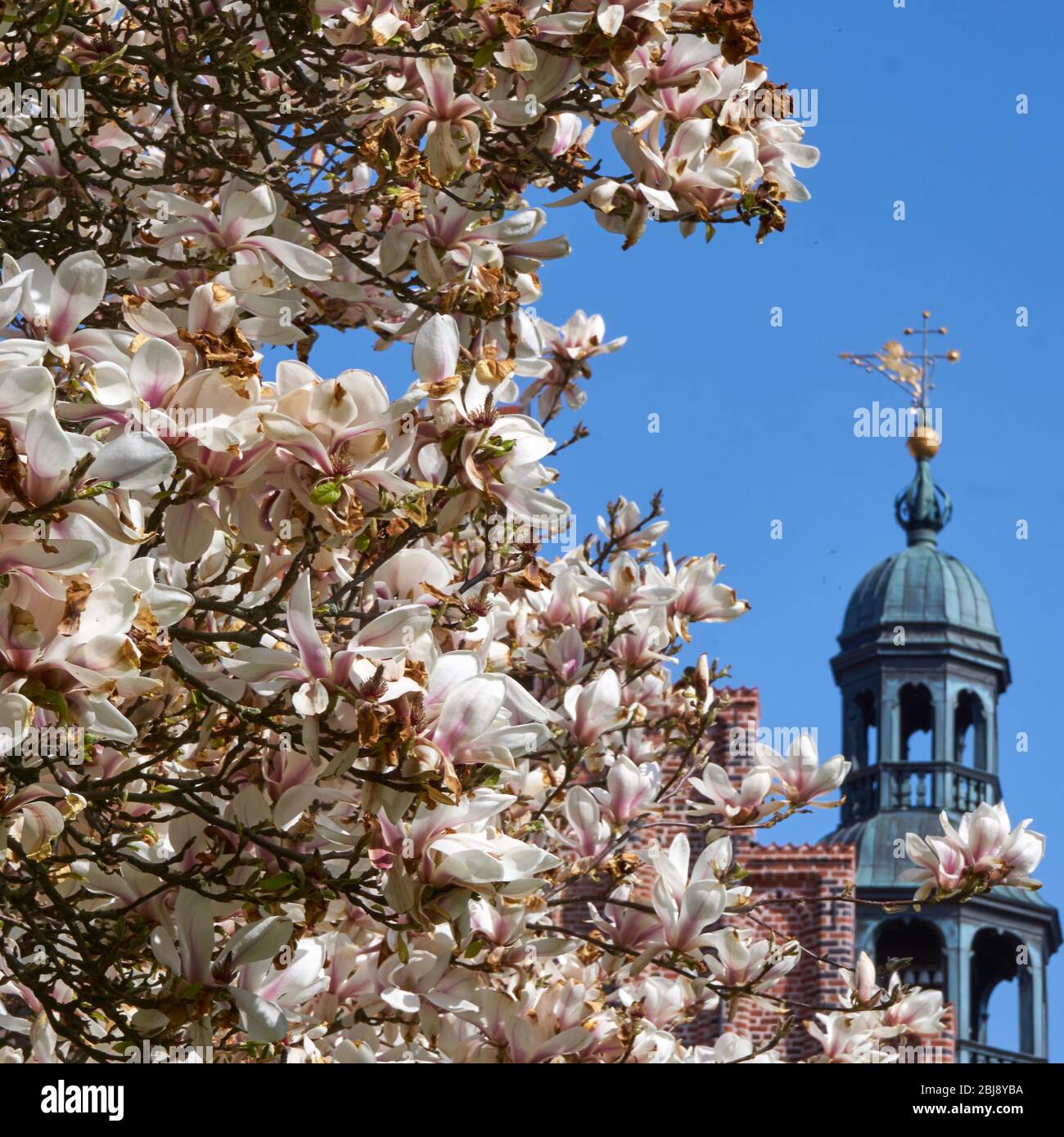 Branches of a magnolia tree in full blood with a tower of the town hall ...