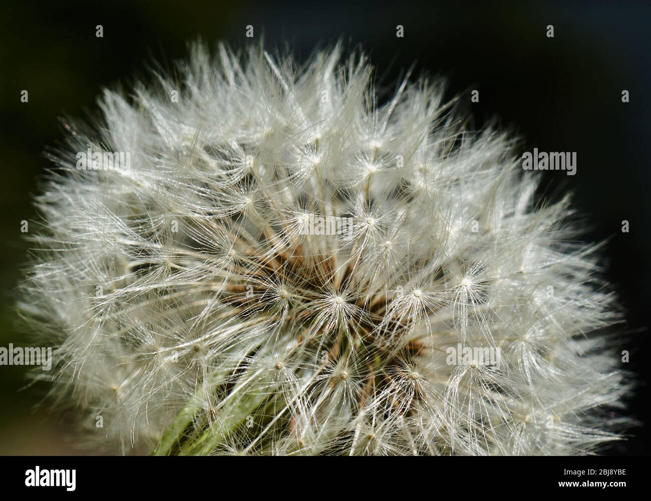 dandelion, flying seed of the dandelion, scientifically Taraxacum ...