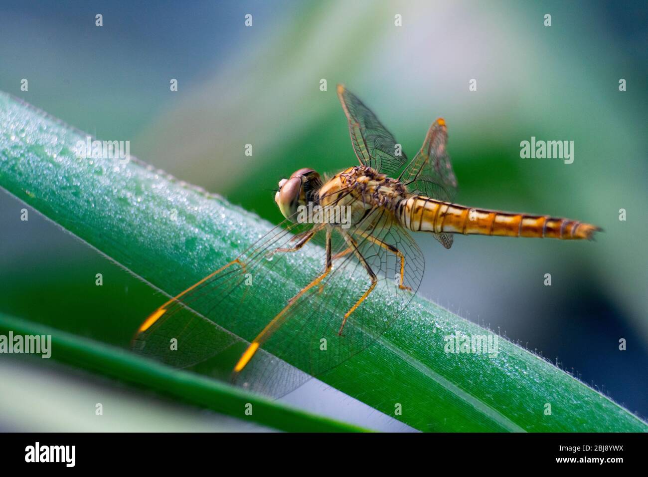 orange yellow black Dragonfly Flying india Stock Photo - Alamy