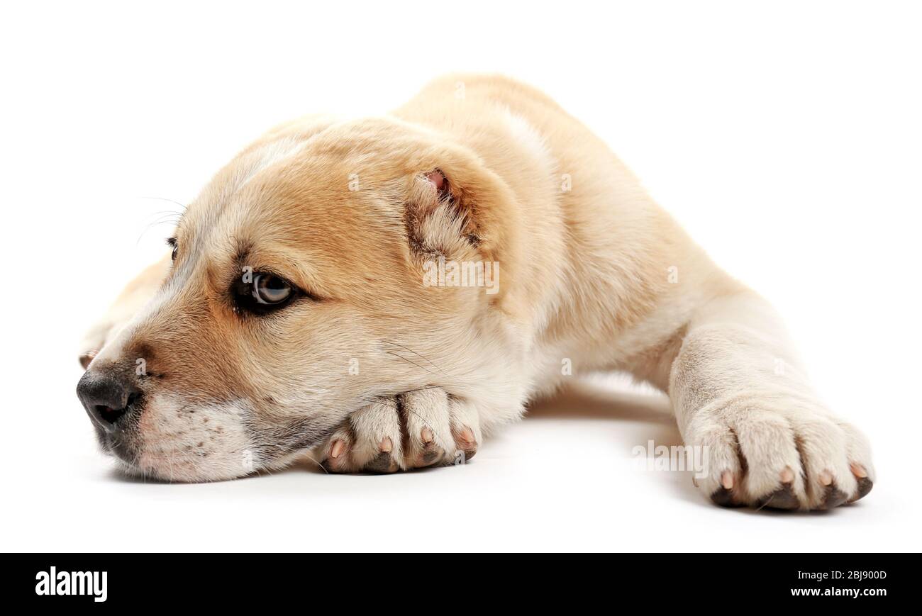 Central Asian Shepherd puppy lying on the floor Stock Photo - Alamy