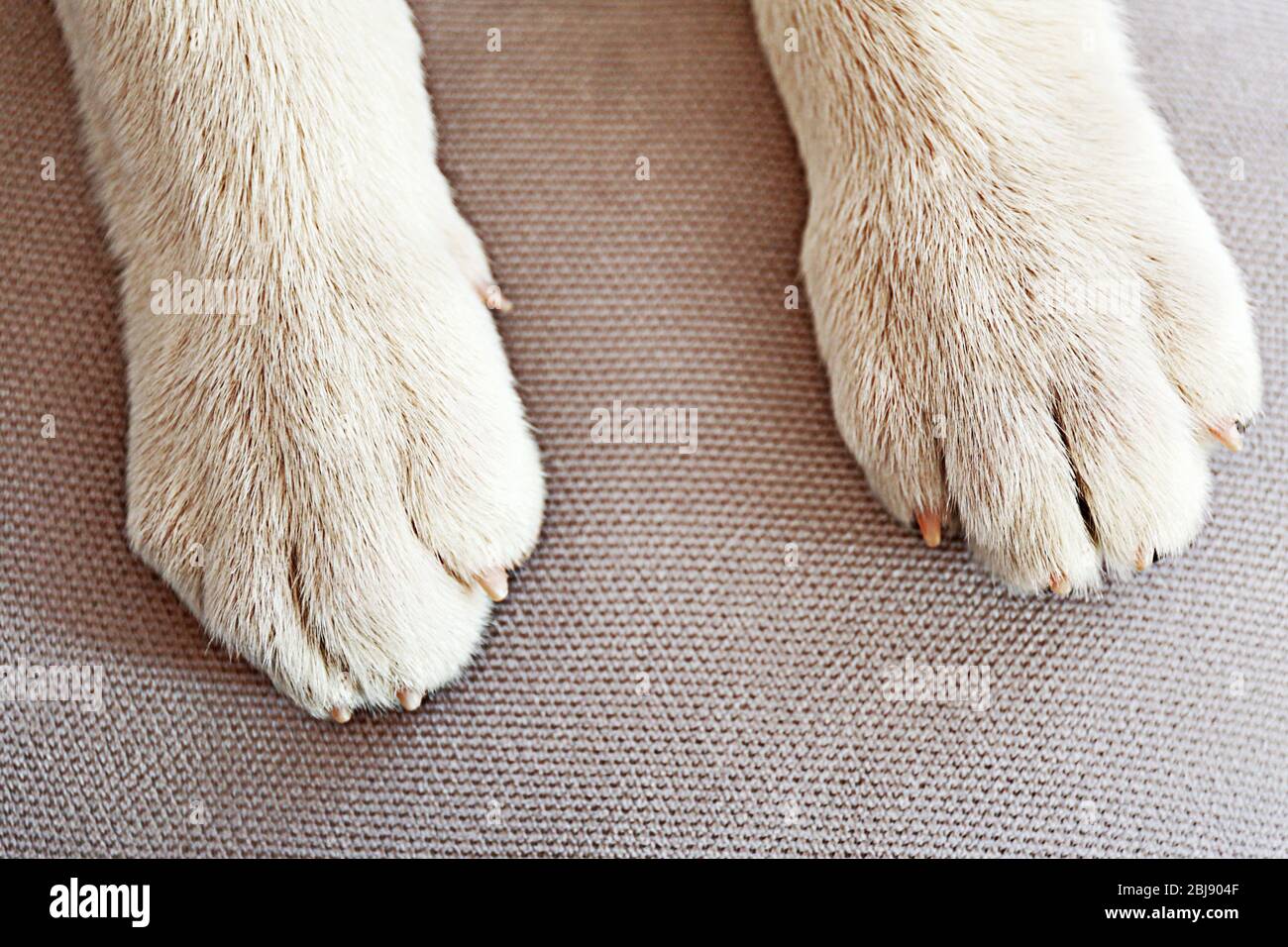 Dog paws on grey background, closeup Stock Photo - Alamy
