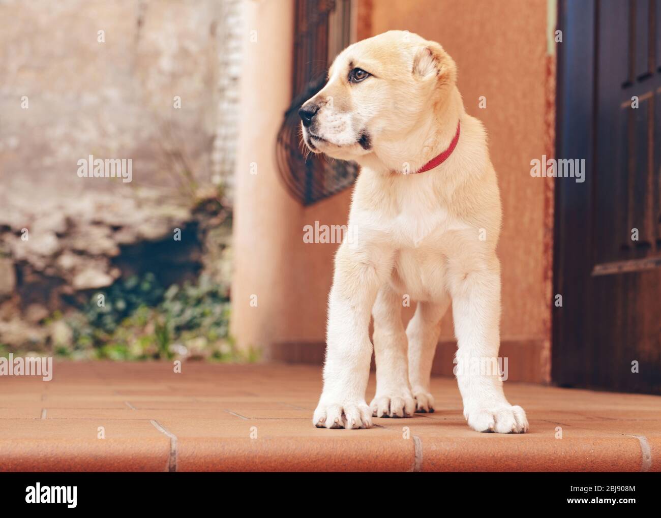 Puppy on the porch hi-res stock photography and images - Alamy