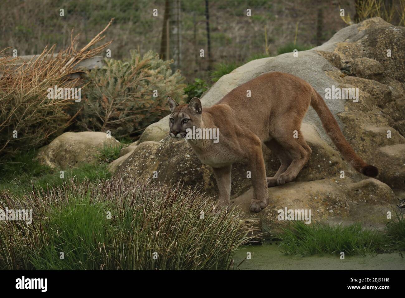 Captive range hi-res stock photography and images - Alamy