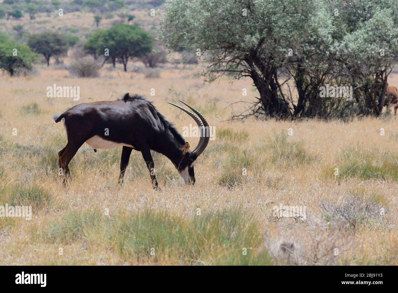 Black and sable hi-res stock photography and images - Alamy