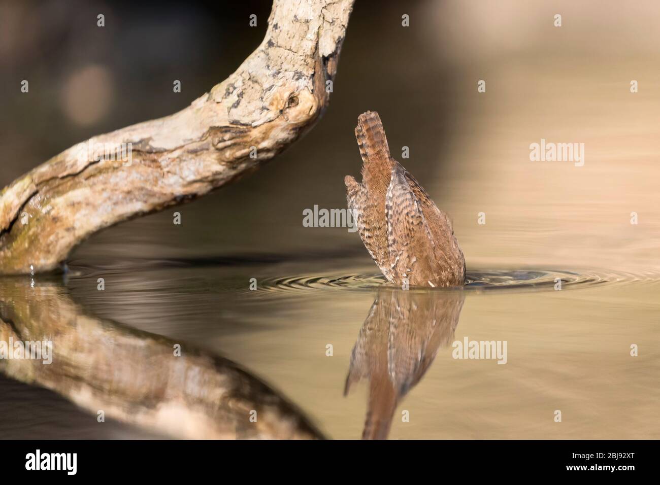 Wren Flying High Resolution Stock Photography and Images - Alamy