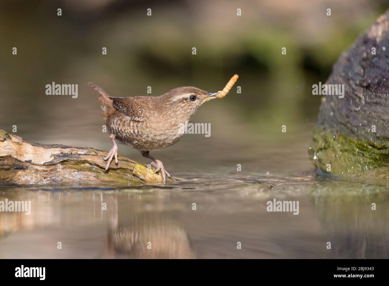 Portrait of small predator, the Eurasian wren catch a worm (Troglodytes ...