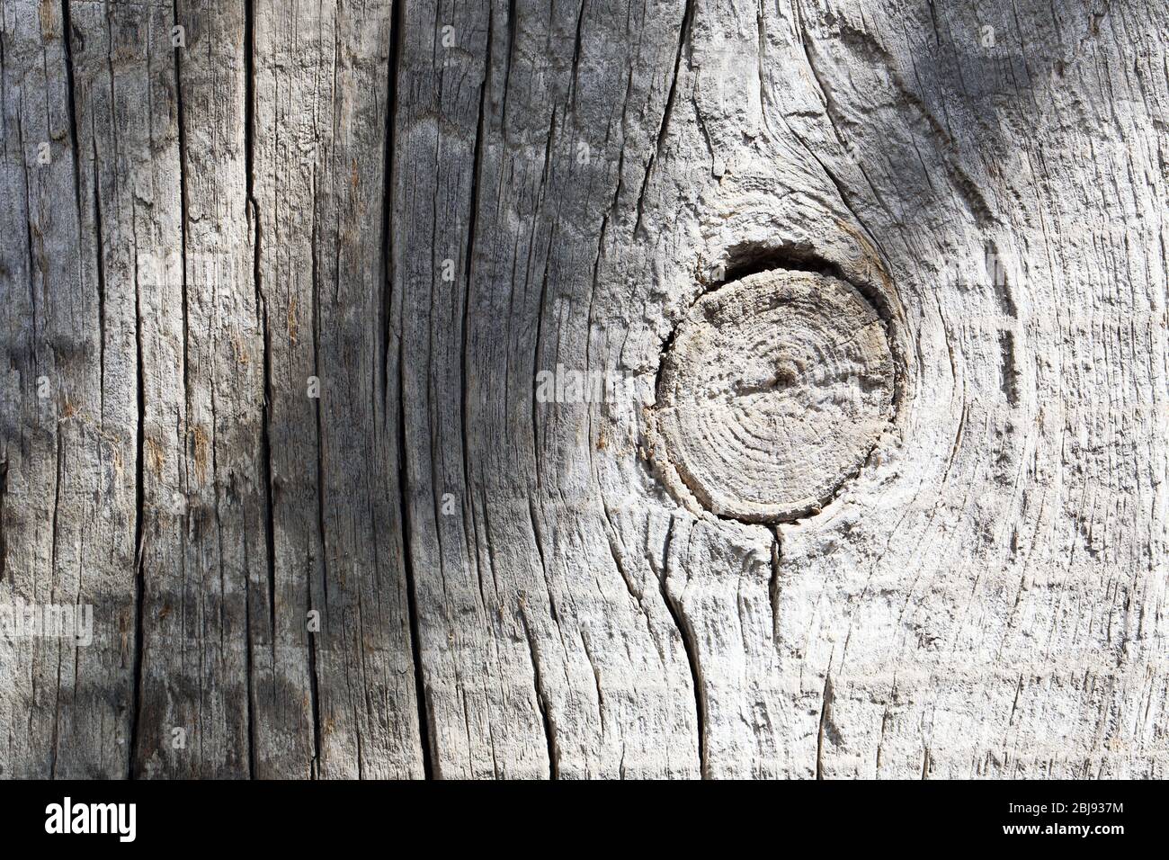 Wood tree texture background Stock Photo - Alamy