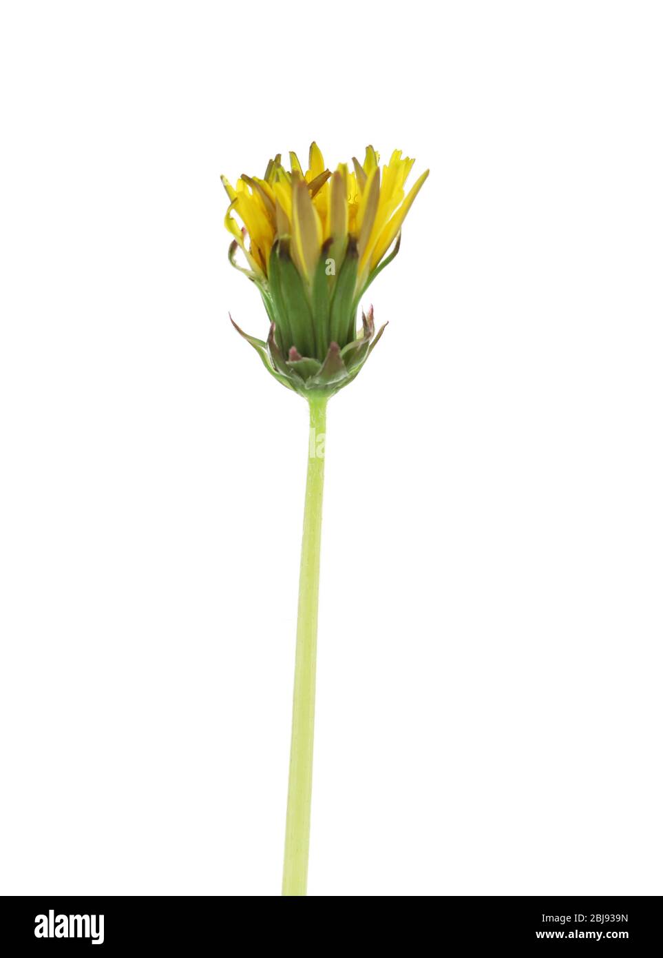 Dandelion bud on white Cut Out Stock Images & Pictures - Alamy