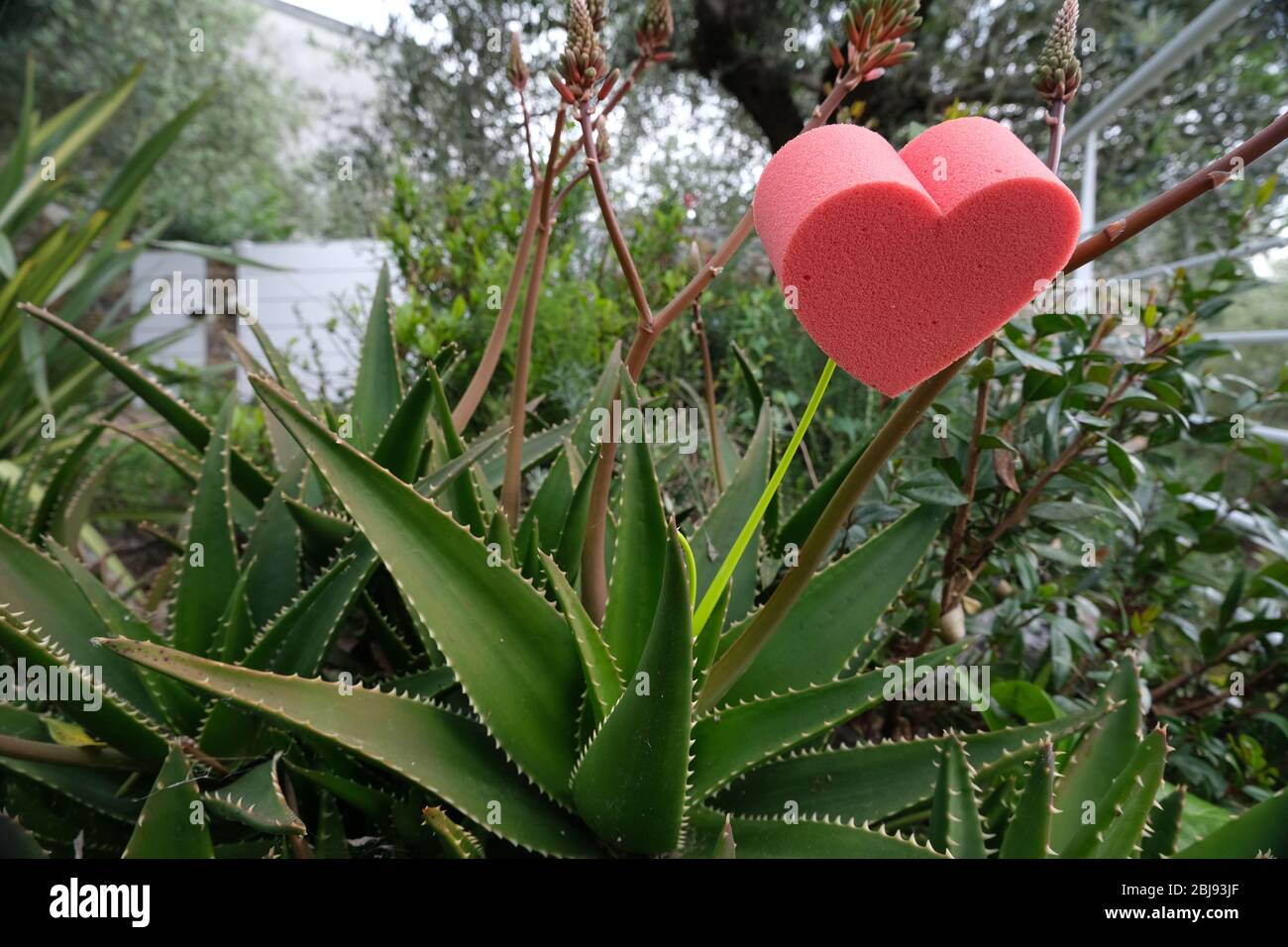 Red heart in foam in the shape of a flower. Garden with succulents and ...