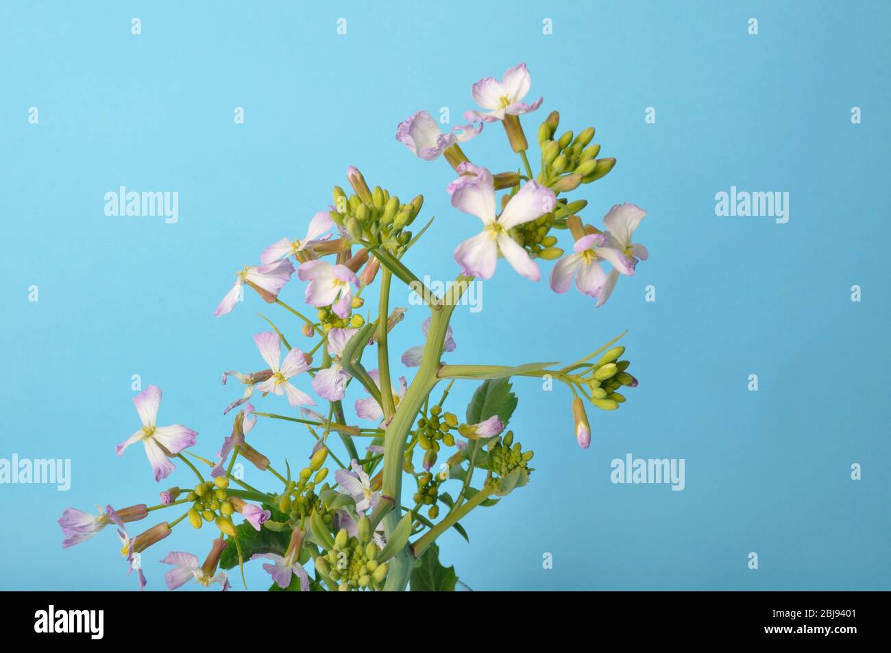 White mustard on blue background Stock Photo - Alamy