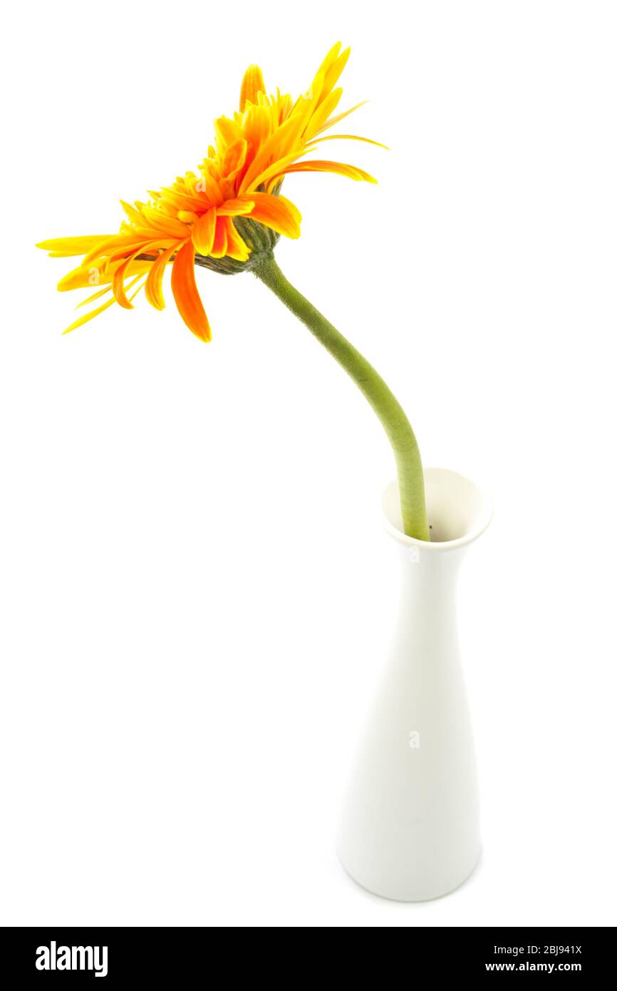 single gerbera flower yellow on vase isolated on white background Stock ...