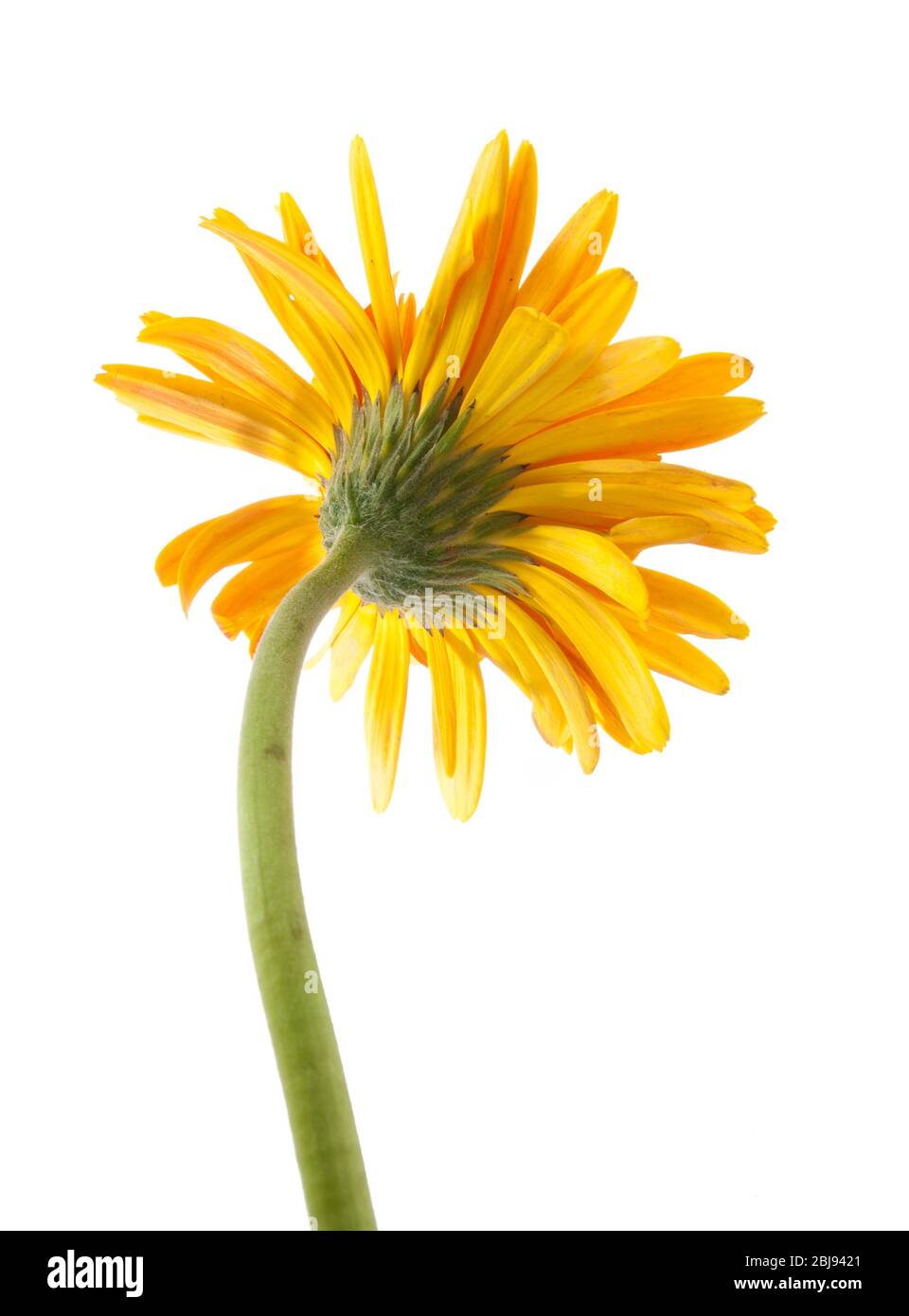 back single gerbera flower yellow isolated on white background Stock ...