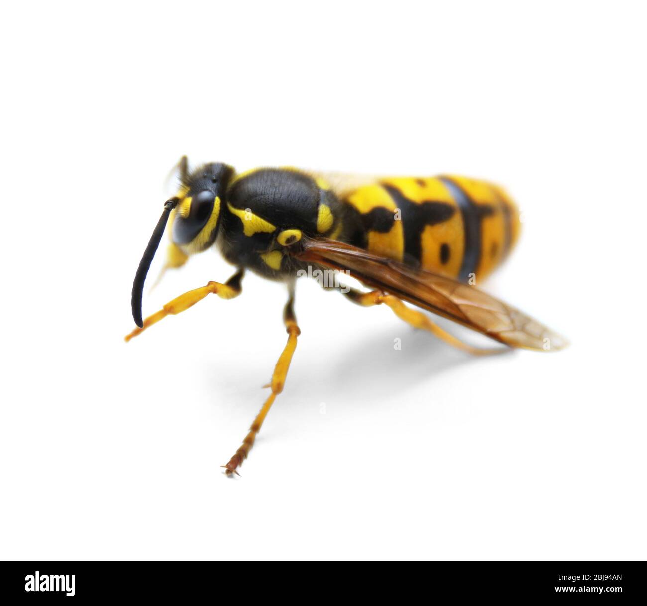 Wasp on white background Stock Photo - Alamy