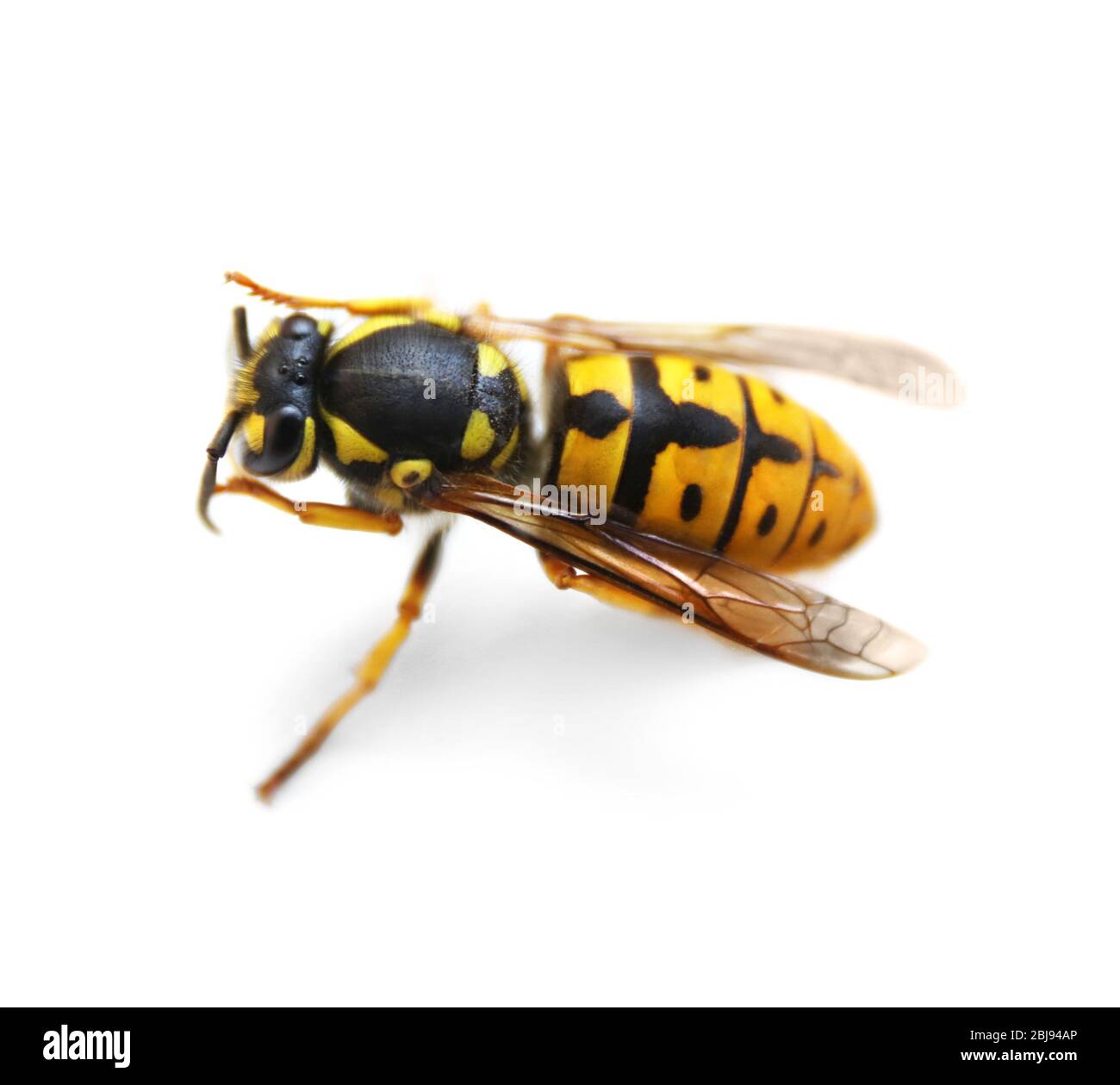 Wasp on white background Stock Photo - Alamy