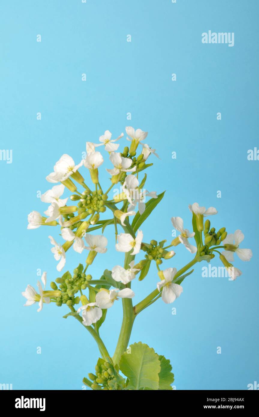 White mustard on blue background Stock Photo - Alamy