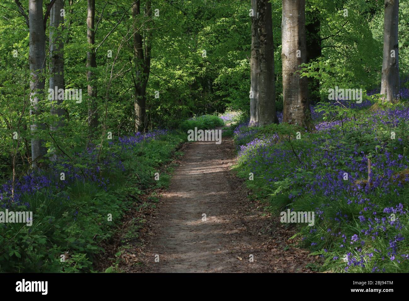 A path leading through bluebell woods in the Spring time. Trees on ...
