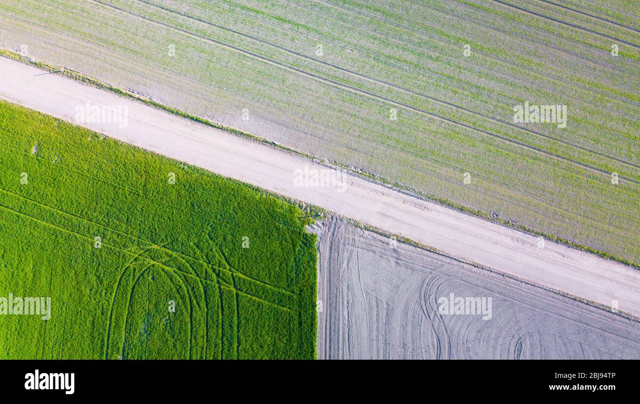 Wheat field of different sizes from above. Green young wheat, field ...