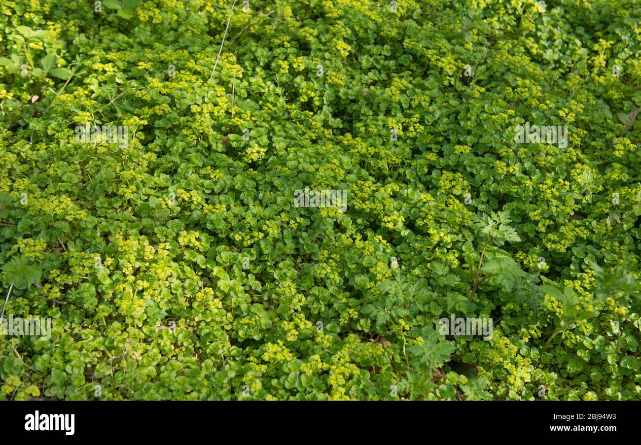 Spring Flowering Woodland Moschatel Plant (Adoxa moscahatellina ...