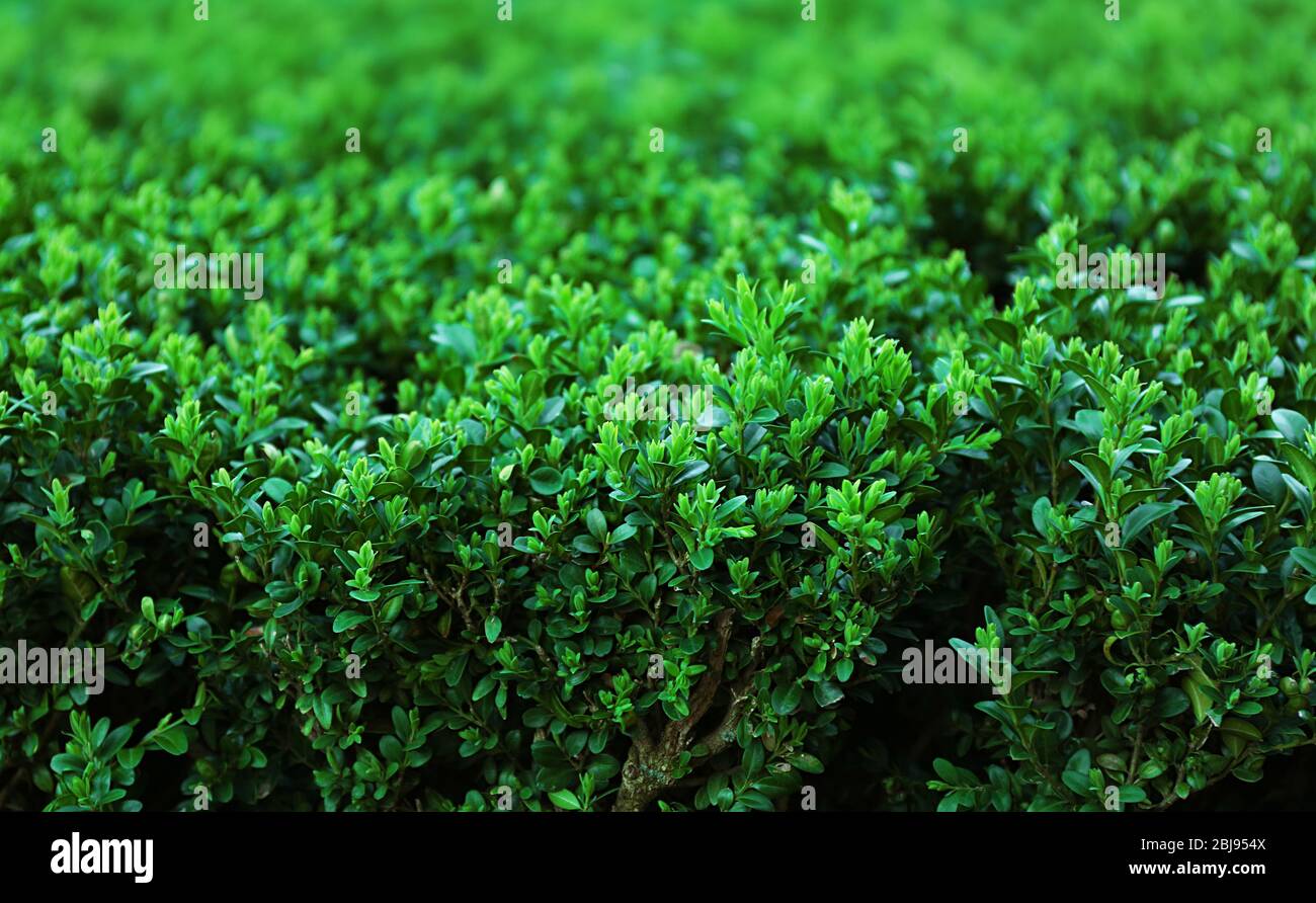 Green lush bushes in spring Stock Photo - Alamy