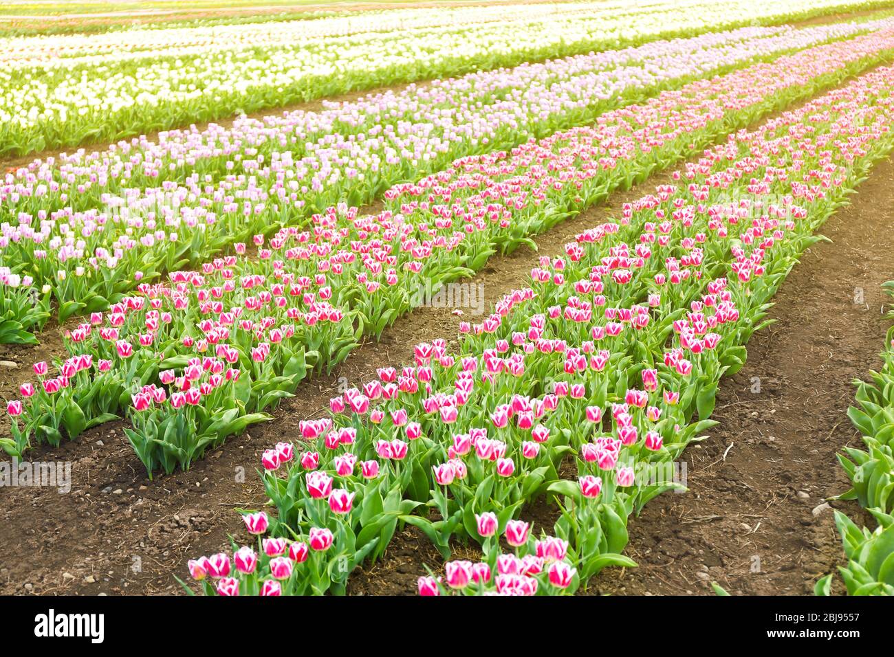 Beautiful colorful tulip fields Stock Photo - Alamy