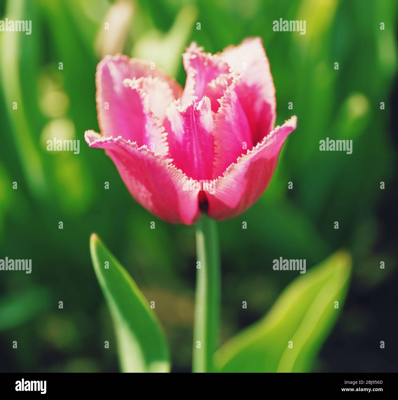 Beautiful pink tulip, close up Stock Photo - Alamy