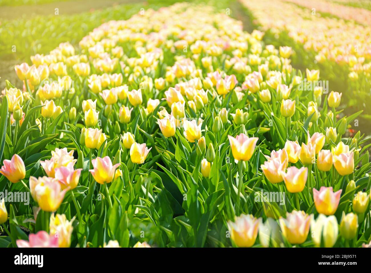 Beautiful colorful tulip fields Stock Photo - Alamy