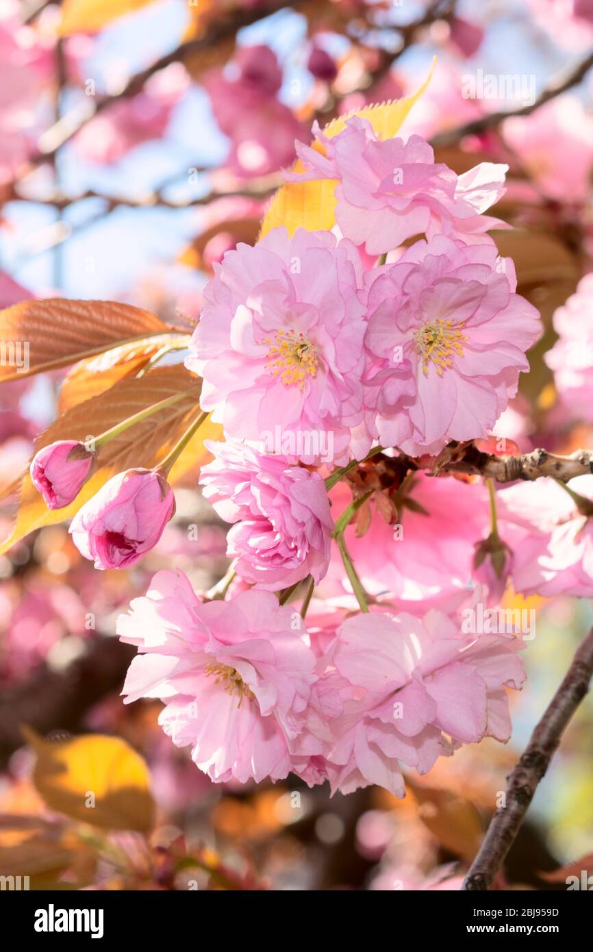 Blooming sakura flowers on the tree illuminated by sun Stock Photo - Alamy