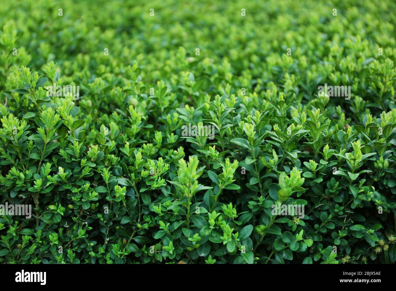 Green lush bushes in spring Stock Photo - Alamy