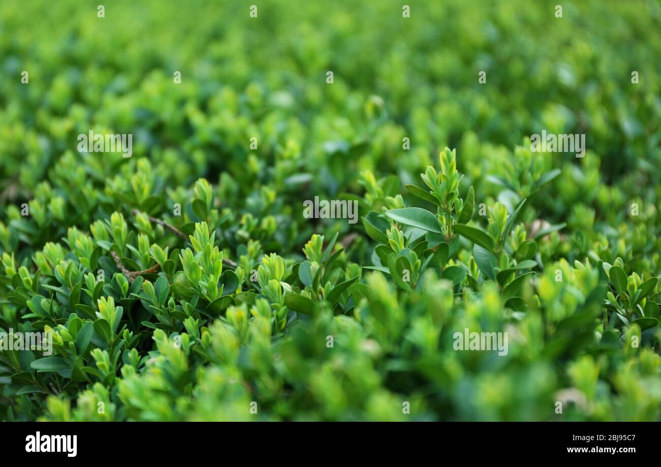 Green lush bushes in spring Stock Photo - Alamy