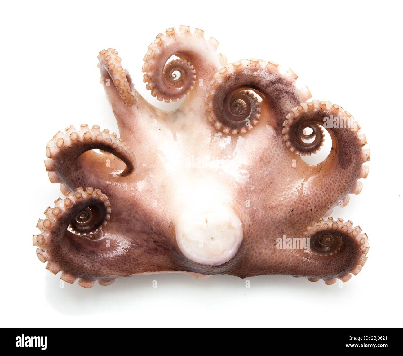 tentacles of octopus isolated on white background Stock Photo - Alamy
