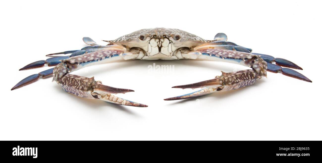 blue crab isolated on white background Stock Photo - Alamy