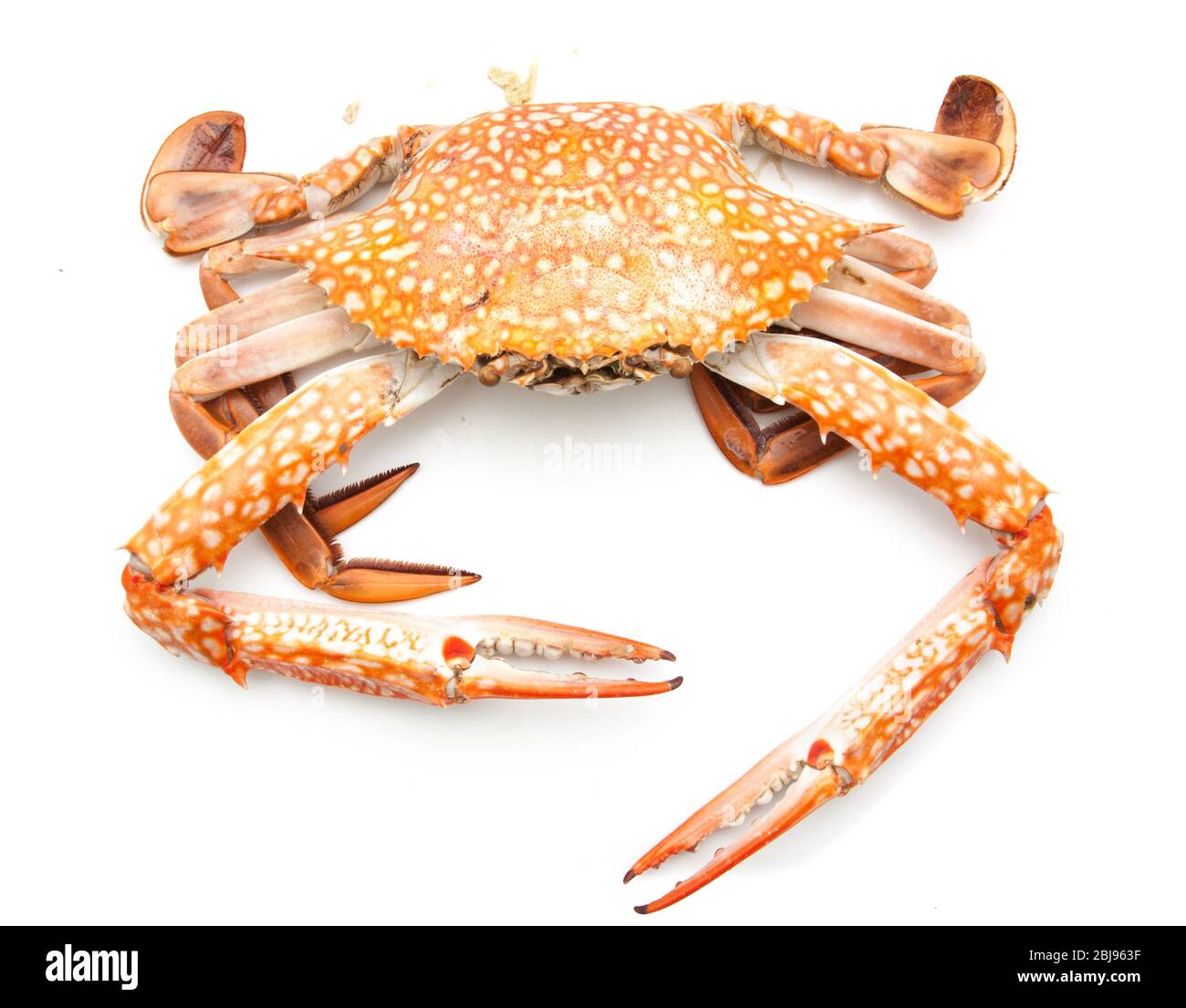 red crab isolated on white background Stock Photo - Alamy