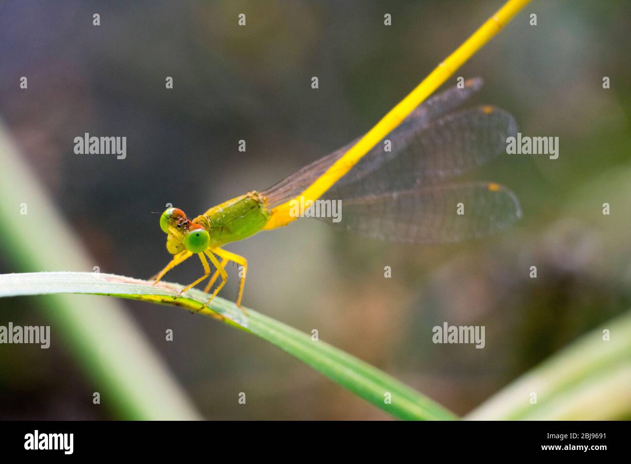 orange yellow black Dragonfly Flying india Stock Photo - Alamy