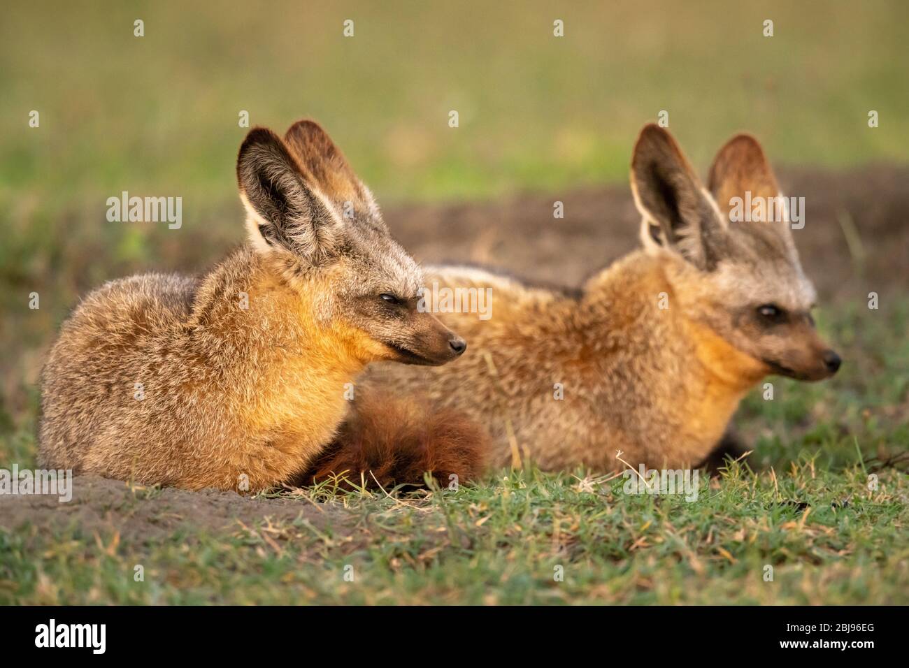 Bat eared fox and two hi-res stock photography and images - Alamy