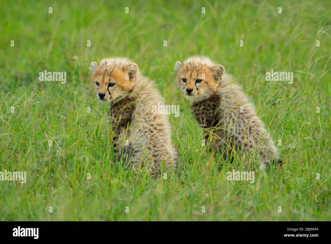 Two cheetah cubs sit side-by-side in grass Stock Photo - Alamy