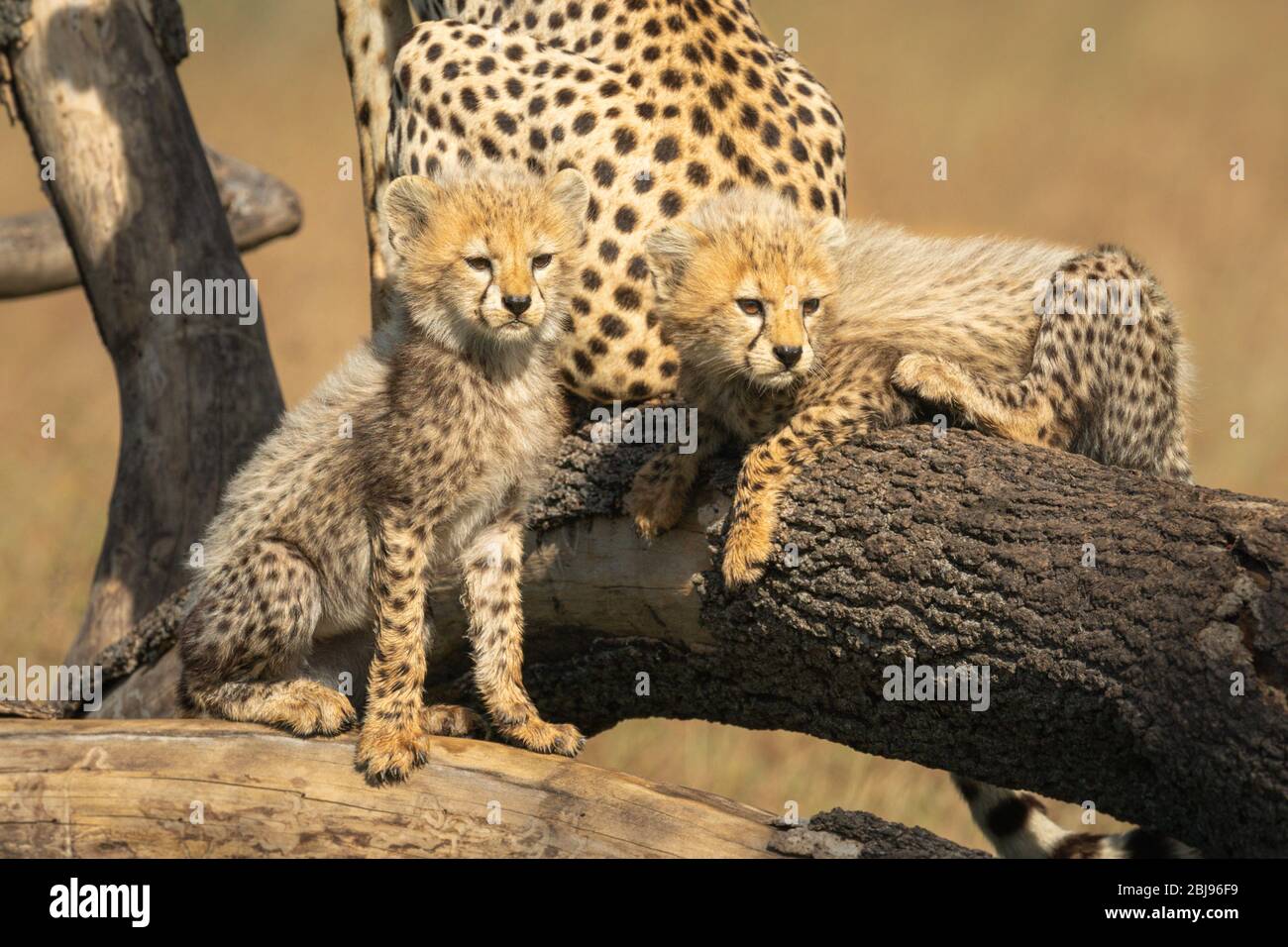 Two cheetah cubs look right from branches Stock Photo - Alamy