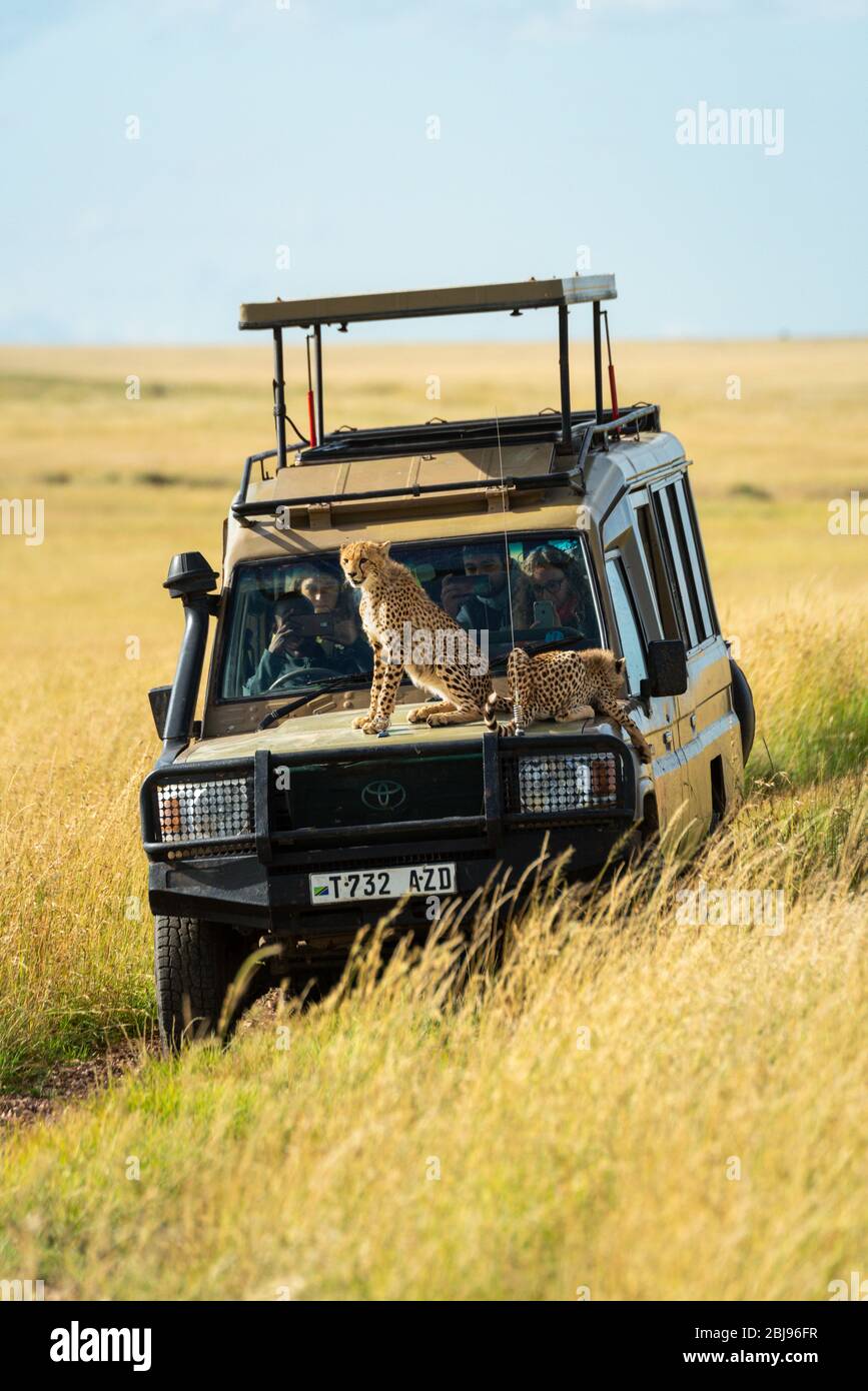 Cheetah sitting safari vehicle hi-res stock photography and images - Alamy