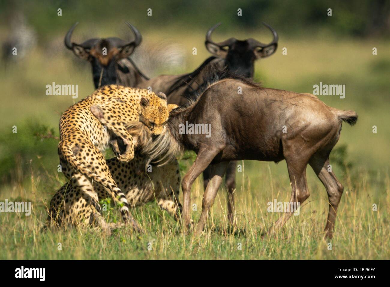 Two cheetah hold blue wildebeest by neck Stock Photo - Alamy