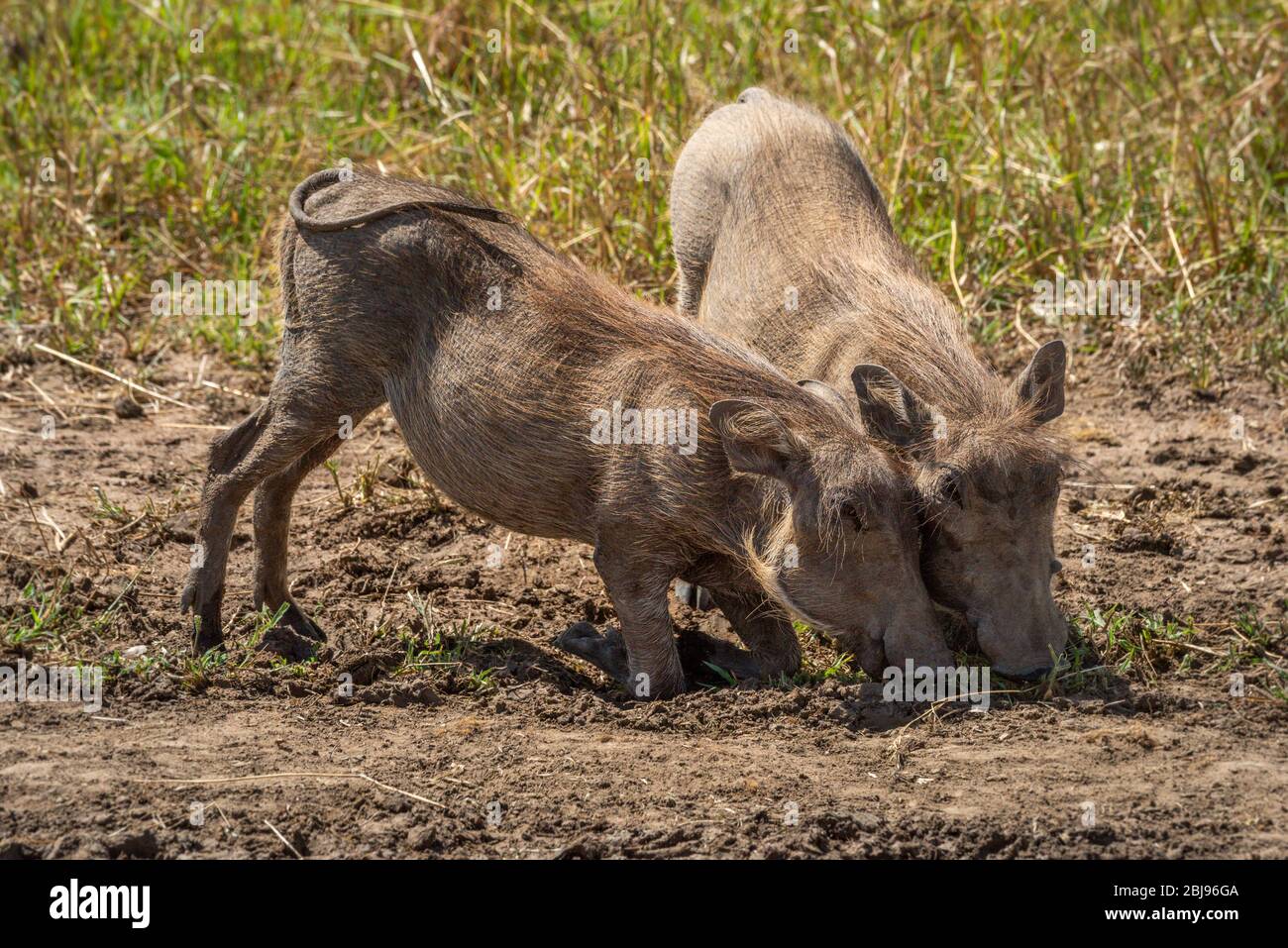 Warthog phacochoerus africanus pair hi-res stock photography and images ...