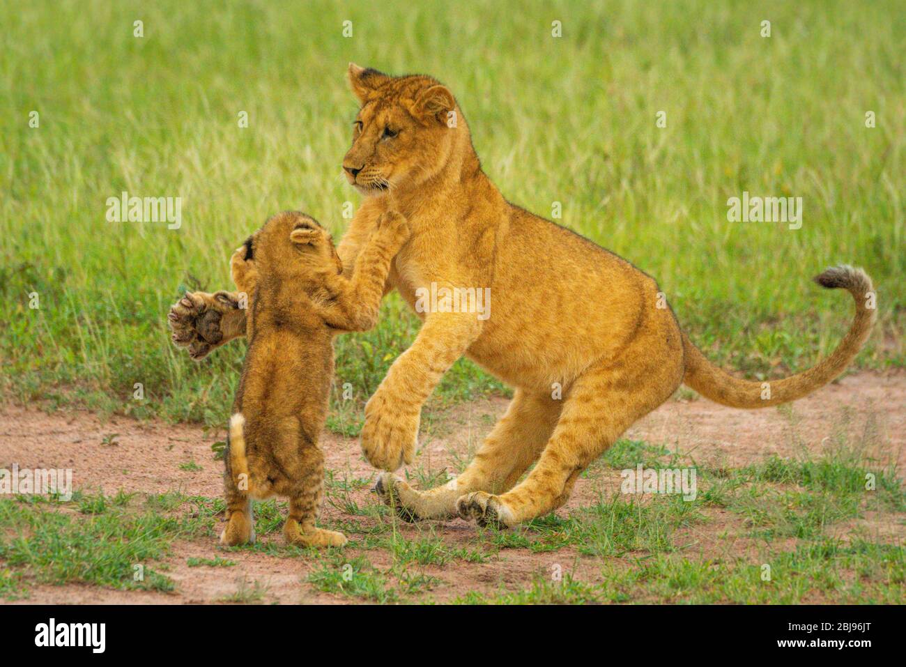 Two lion cubs fighting on hind legs Stock Photo - Alamy
