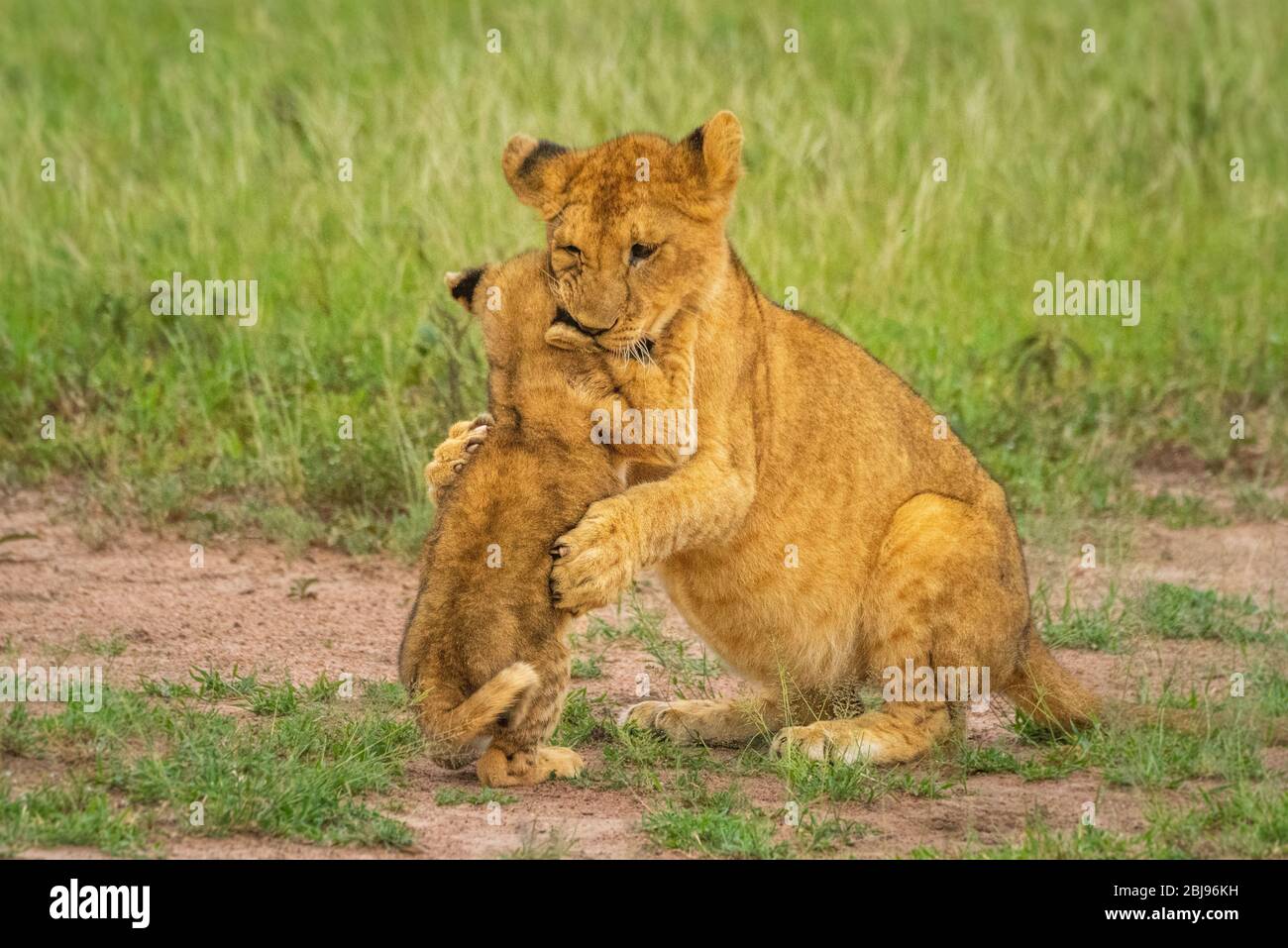 Two lion cubs fighting panthera leo safari hi-res stock photography and ...