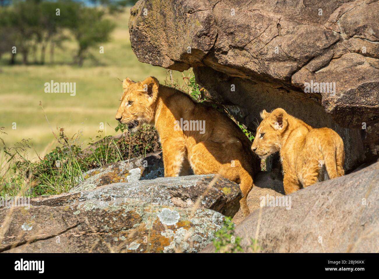 Two lion cubs stand under rocky overhang Stock Photo - Alamy