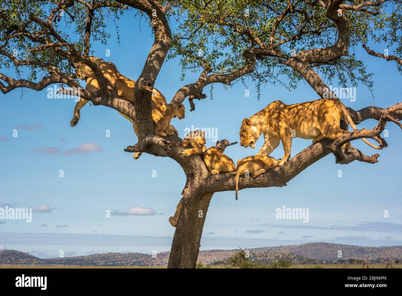 Two lionesses in tree hi-res stock photography and images - Alamy