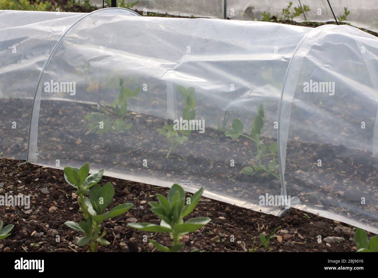 Protecting garden vegetables hi-res stock photography and images - Alamy