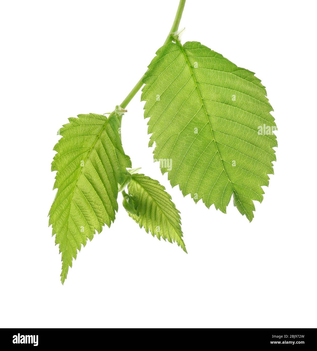 Tree branch isolated on white Stock Photo - Alamy