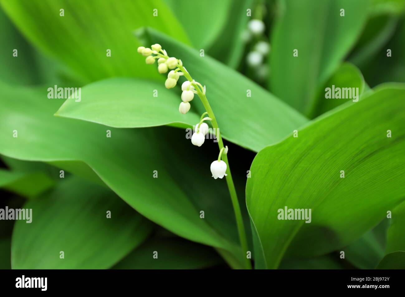 Spring lily-of-the-valley, closeup Stock Photo - Alamy