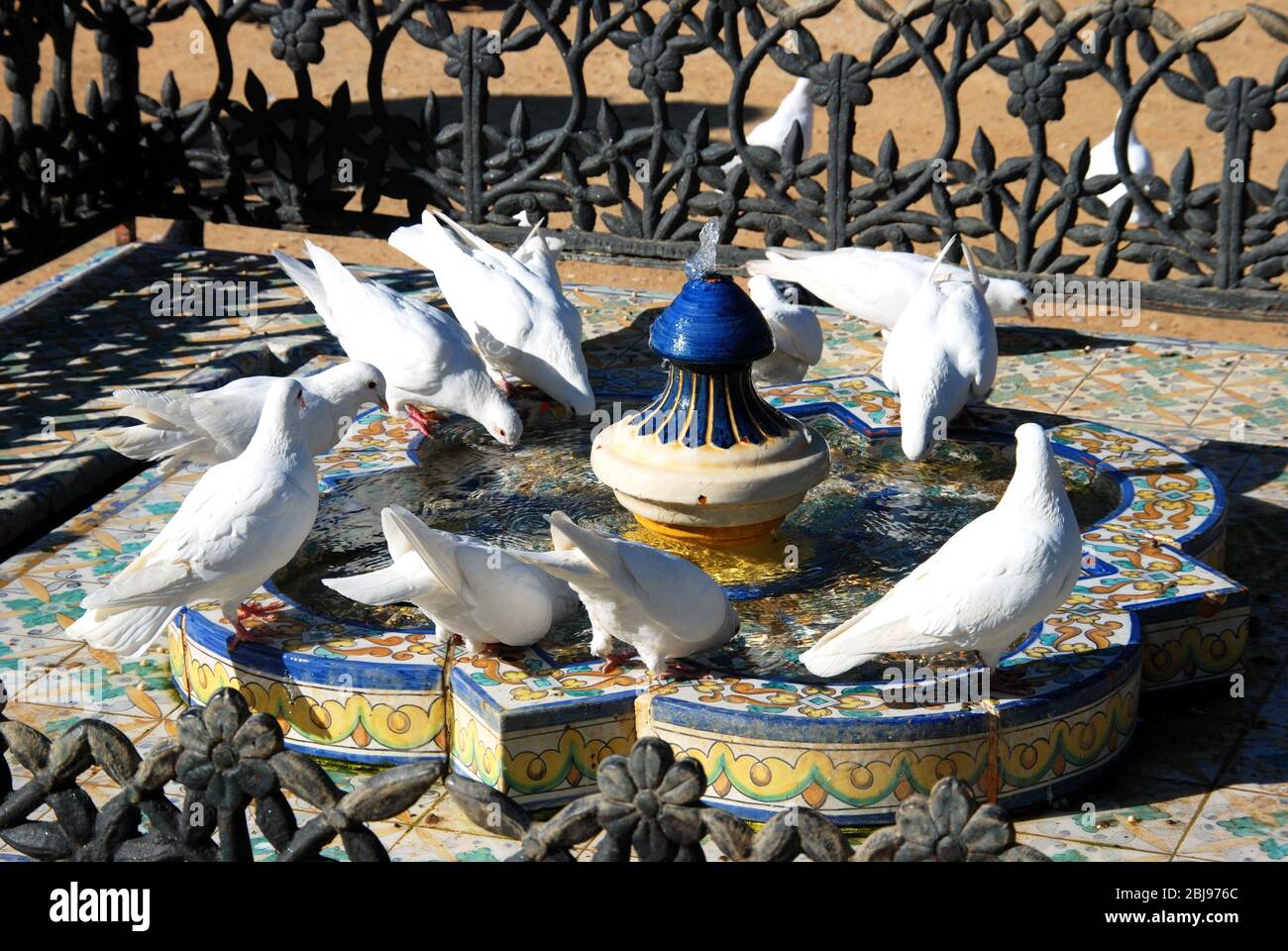 White doves drinking from a fountain in the Maria LuisaPark, Seville ...