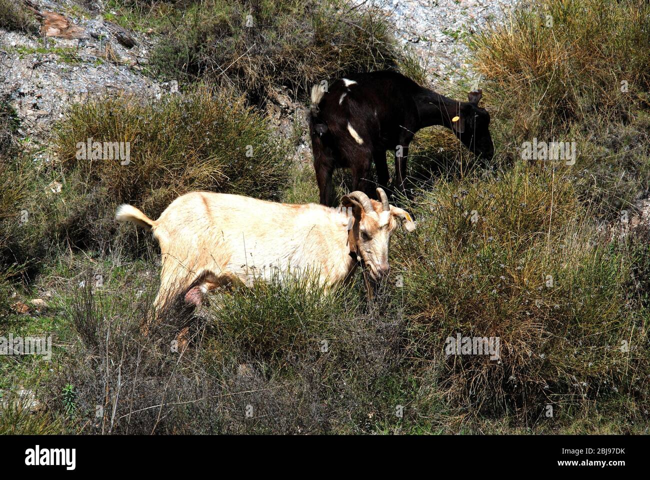 Two grazing goats hi-res stock photography and images - Alamy