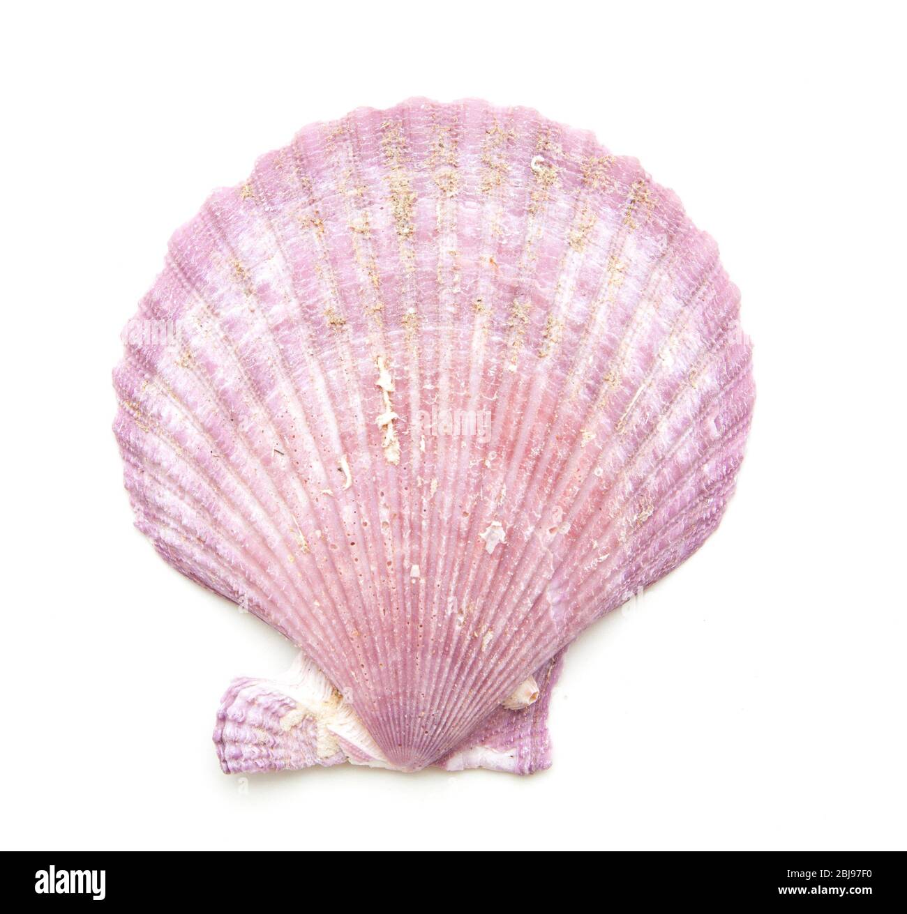 clam mollusc shells isolated on white background Stock Photo - Alamy