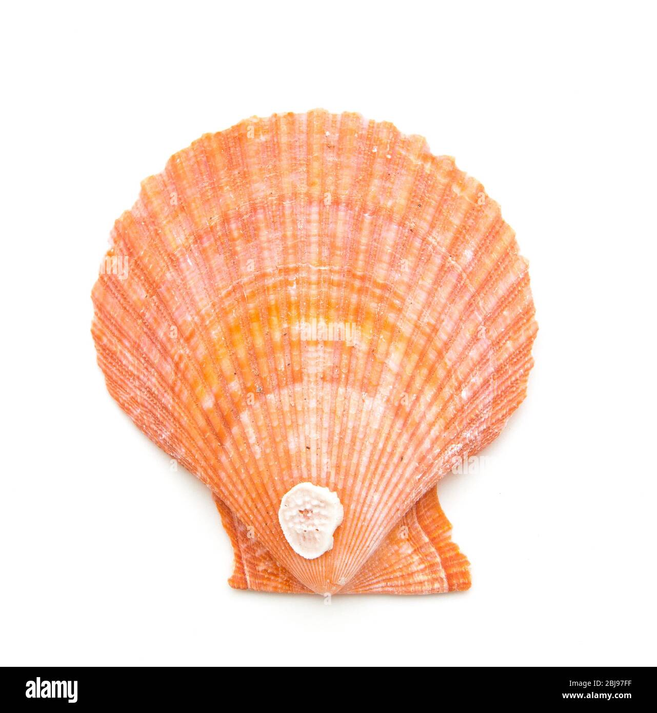 clam mollusc shells isolated on white background Stock Photo - Alamy